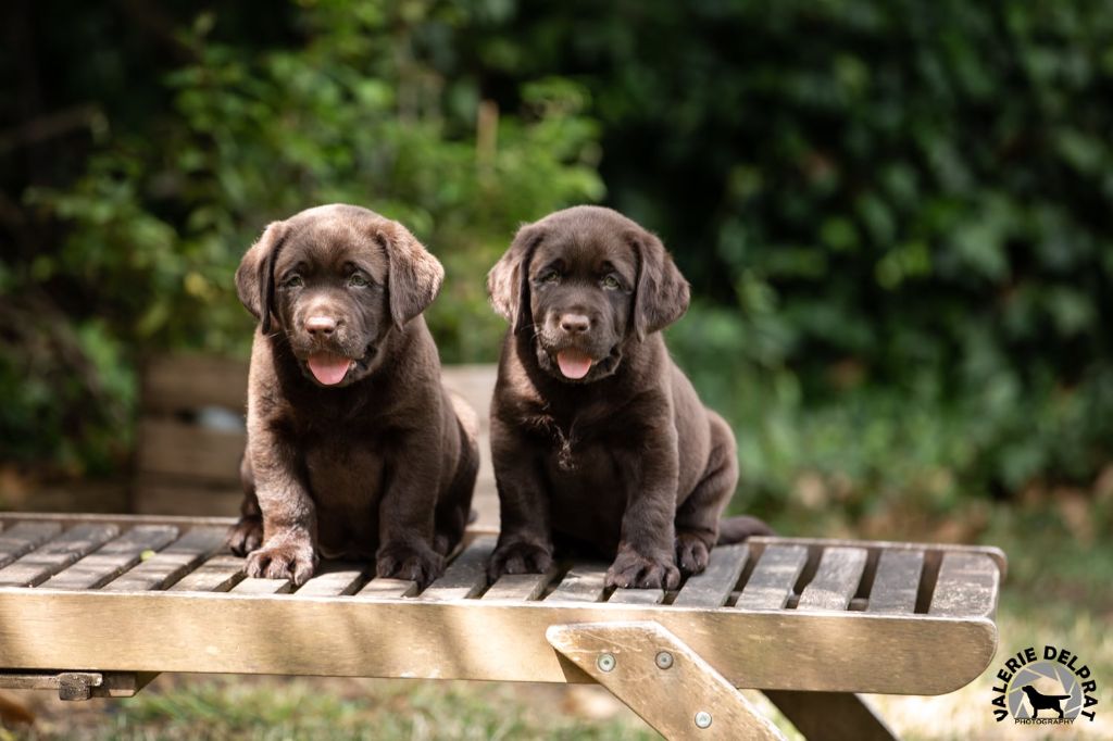 Accueil - Elevage Du Grand Saulcy - eleveur de chiens Labrador Retriever