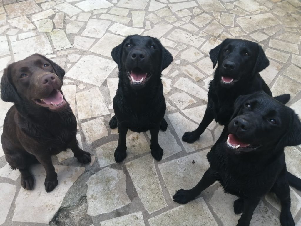 Accueil - Elevage Du Grand Saulcy - eleveur de chiens Labrador Retriever